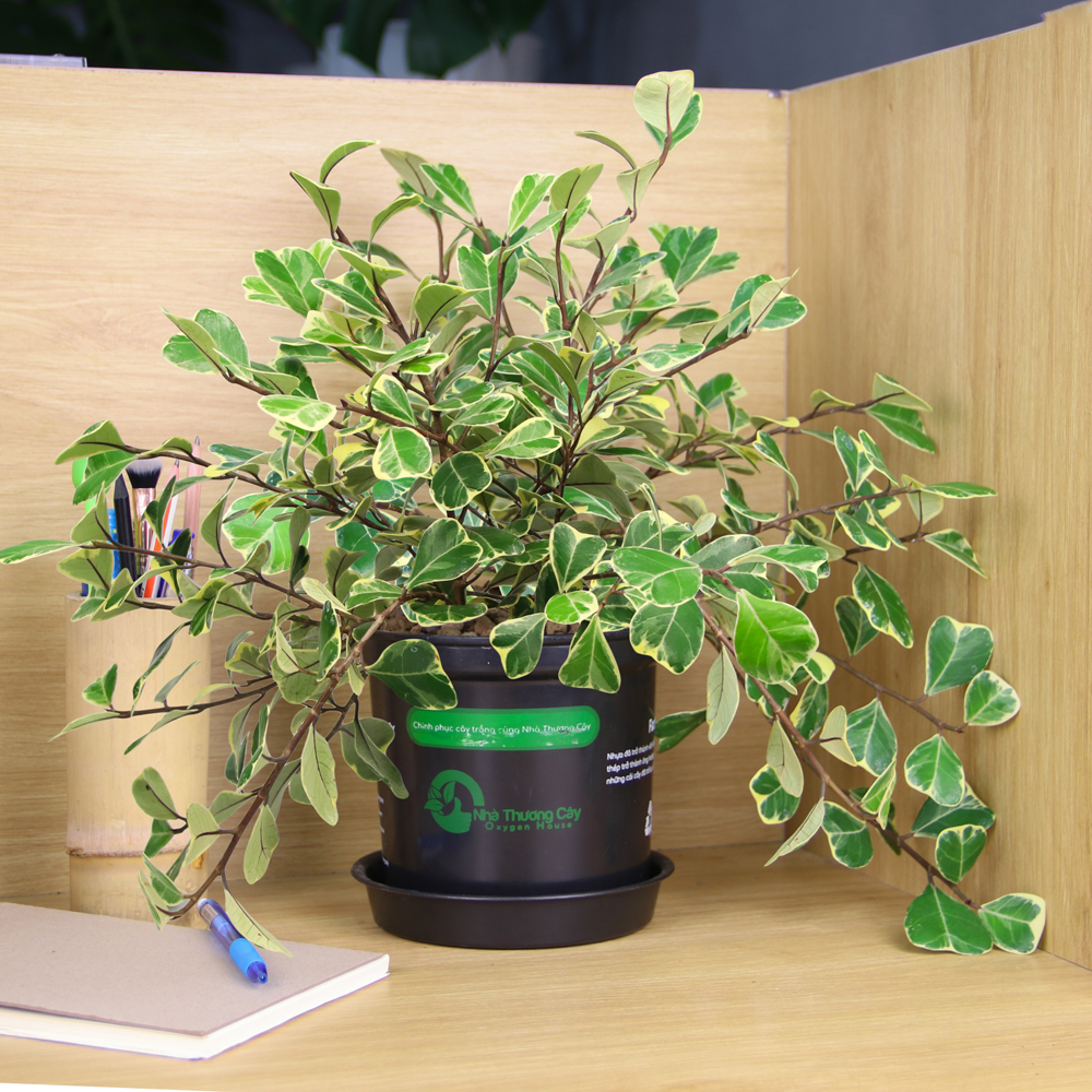 Cây Đá Hoàng Kim (Ficus triangularis variegata | Nuôi dưỡng đam mê xanh